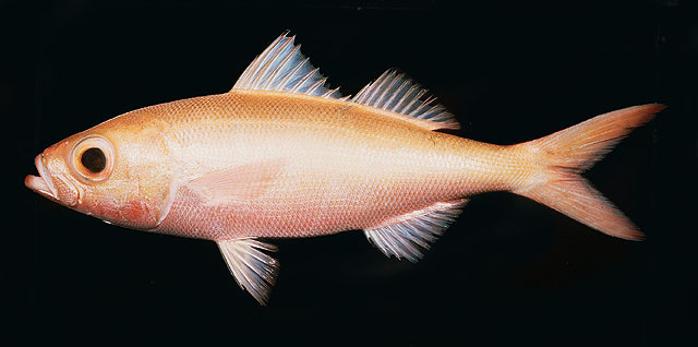 (Emmelichthyidae Poey, 1867) Семейство Эммелихтииды, Эммелихтиевые, Эммелихтовые ...